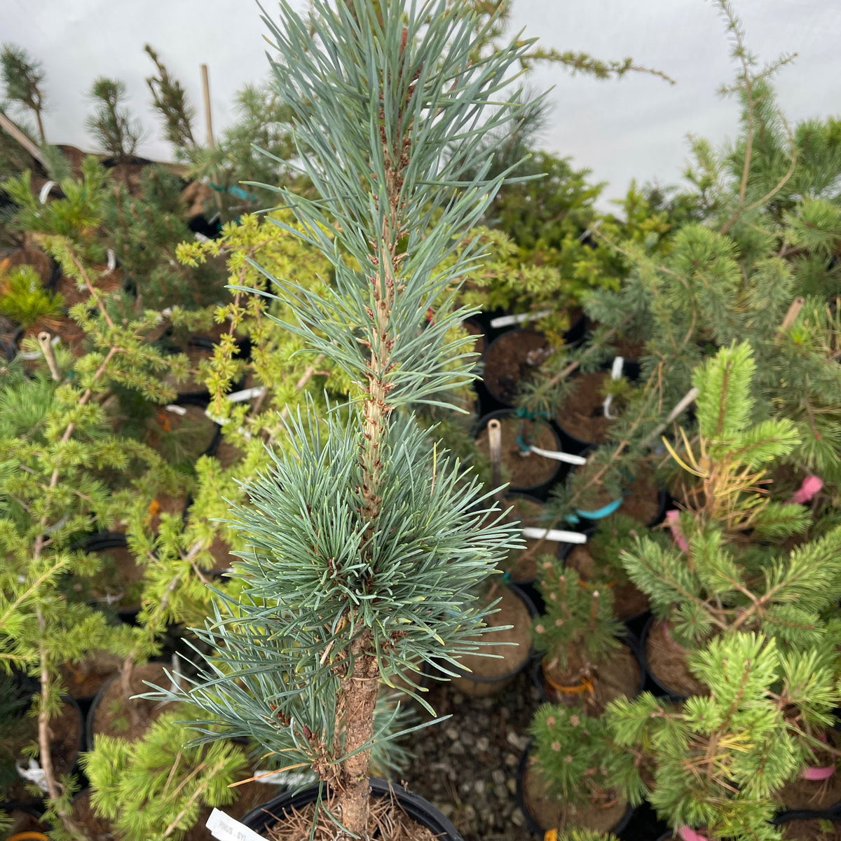 Buy Pinus sylvestris ‘Sentinel' Columnar Scots Pine — Mr Maple │ Buy ...