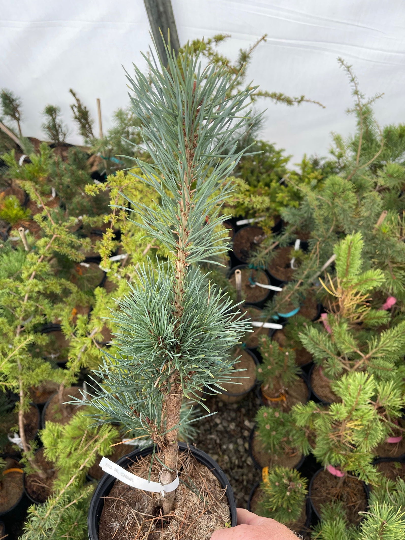 Buy Pinus sylvestris ‘Sentinel' Columnar Scots Pine — Mr Maple │ Buy ...