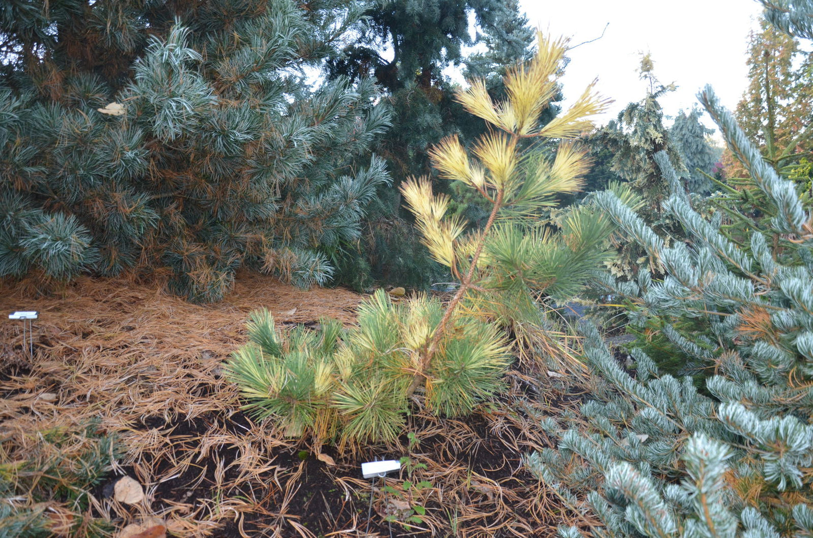 Pinus thunbergii 'Aocha' Golden Japanese Black Pine Tree — Mr Maple ...
