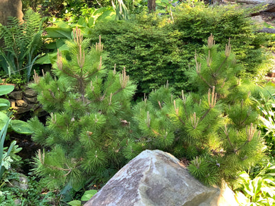 Buy Pinus thunbergii 'Banshosho' Dwarf Japanese Black Pine Tree — Mr ...