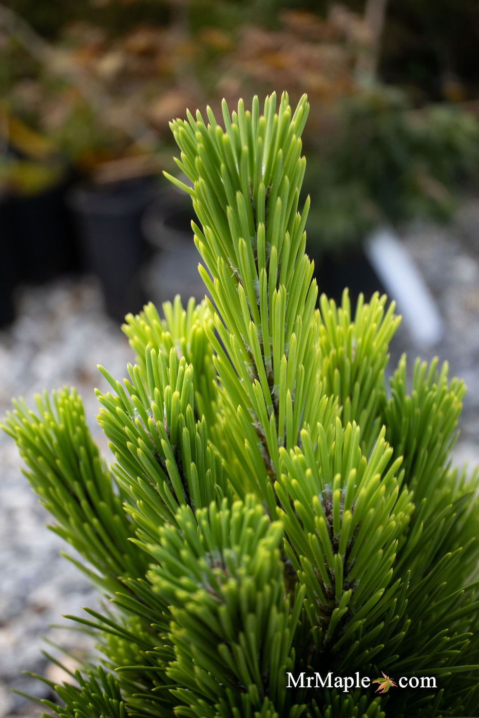 Buy Pinus thunbergii 'Henry Wiessenberger' Dwarf Japanese Black Pine ...