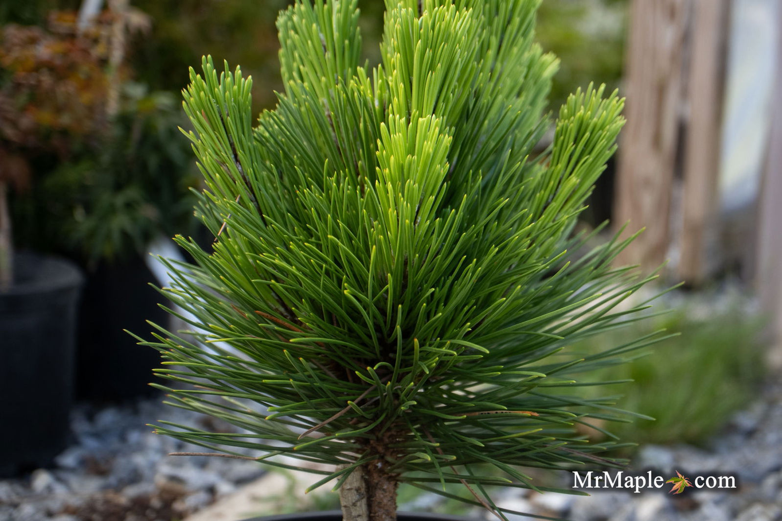 Buy Pinus thunbergii 'Henry Wiessenberger' Dwarf Japanese Black Pine ...