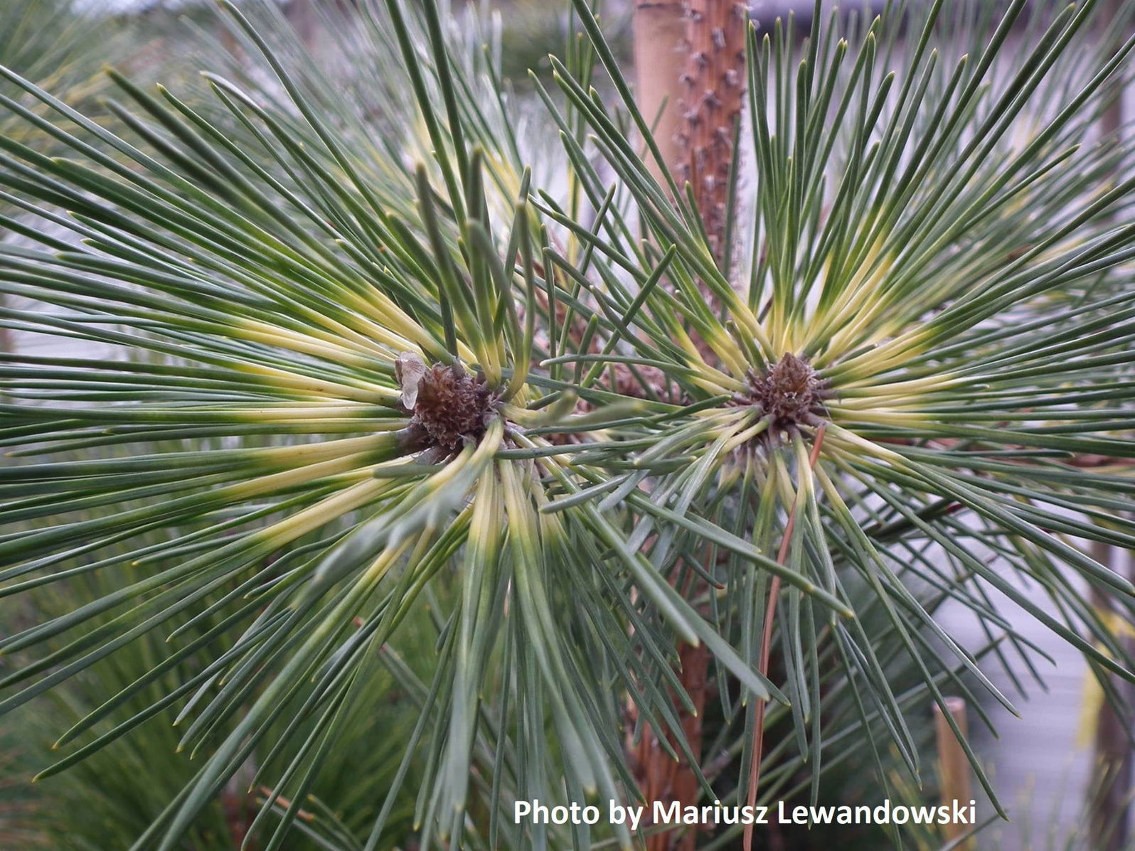 Buy Pinus thunbergii 'Oculus Draconis' Variegated Japanese Black Pine ...