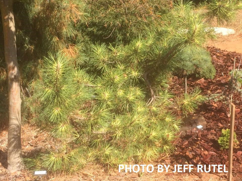 Buy Pinus thunbergii 'Oculus Draconis' Variegated Japanese Black Pine ...