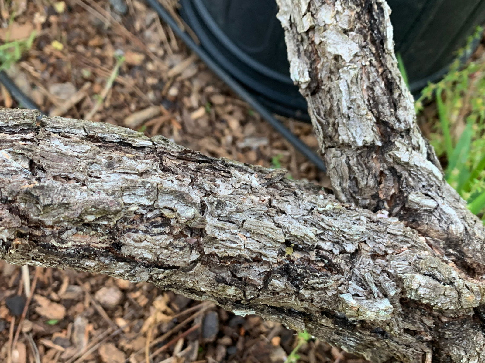 Buy Acer thunbergii 'Ondai' Cork Bark Japanese Black Pine — Mr Maple ...