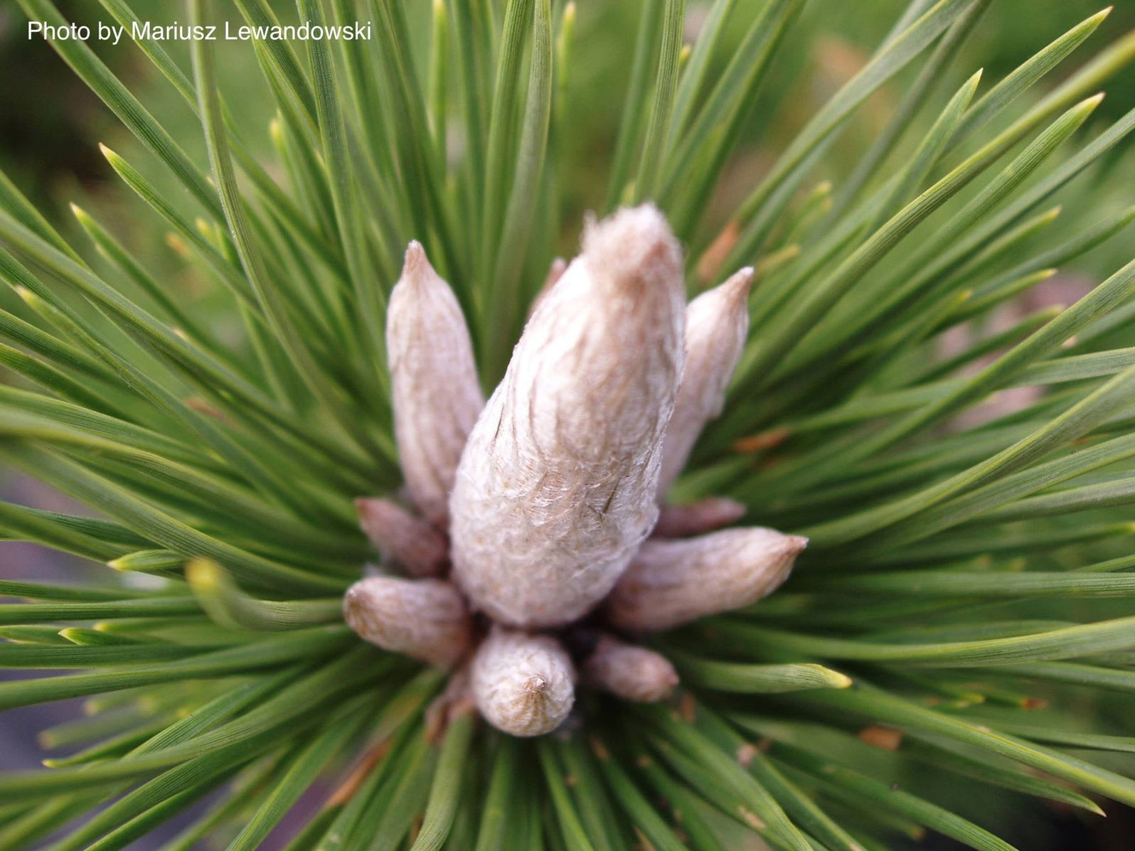 Buy Pinus thunbergii 'Thunderhead' Dwarf Japanese Black Pine Tree — Mr ...