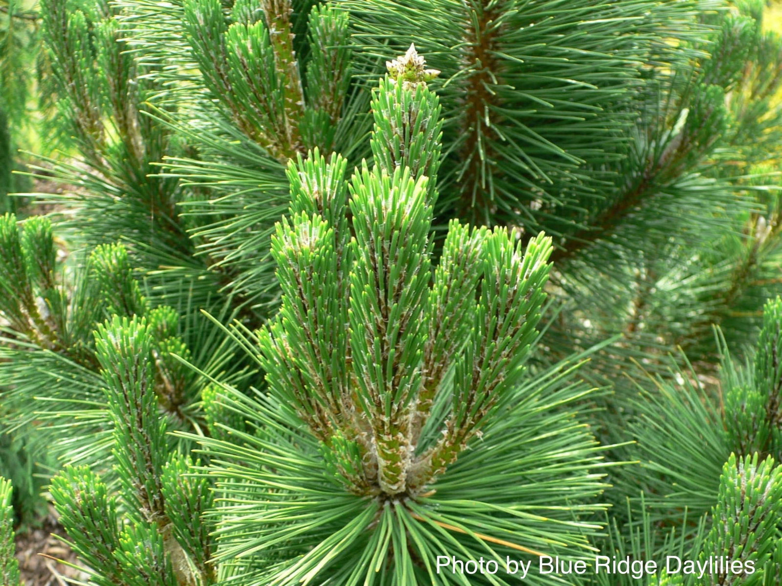 Buy Pinus thunbergii 'Thunderhead' Dwarf Japanese Black Pine Tree — Mr ...