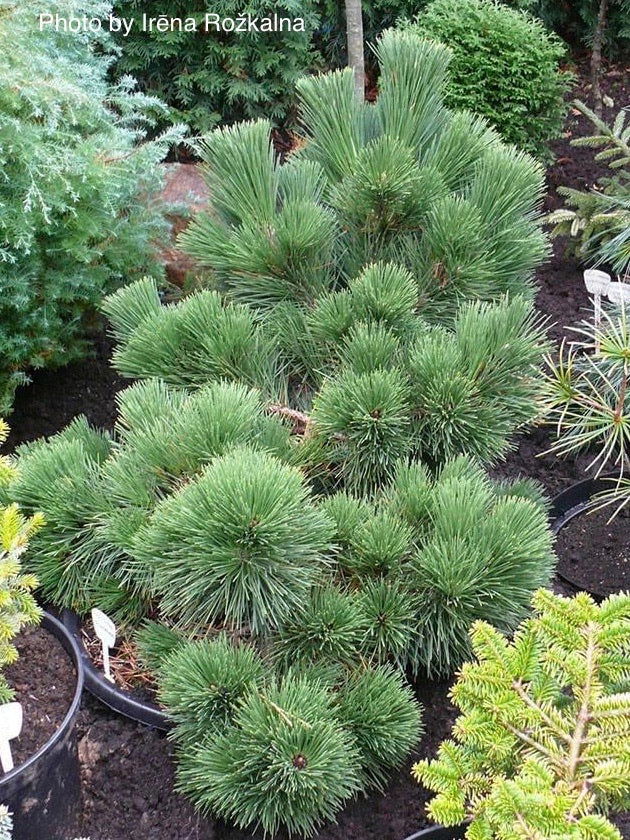 Buy Pinus thunbergii 'Thunderhead' Dwarf Japanese Black Pine Tree — Mr ...