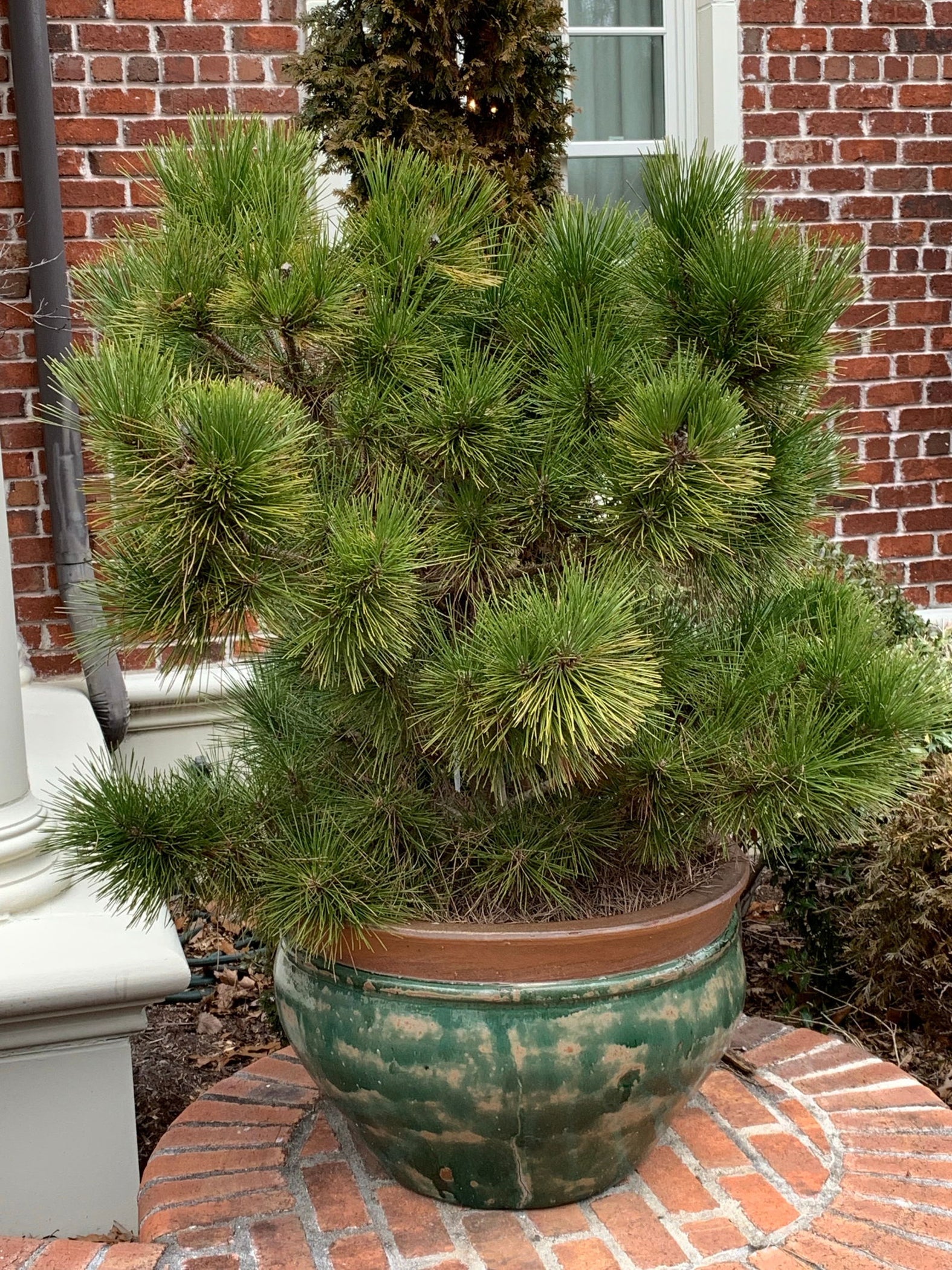 Buy Pinus thunbergii 'Thunderhead' Dwarf Japanese Black Pine Tree — Mr ...