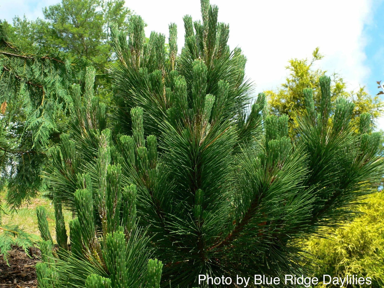 Buy Pinus thunbergii 'Thunderhead' Dwarf Japanese Black Pine Tree — Mr ...