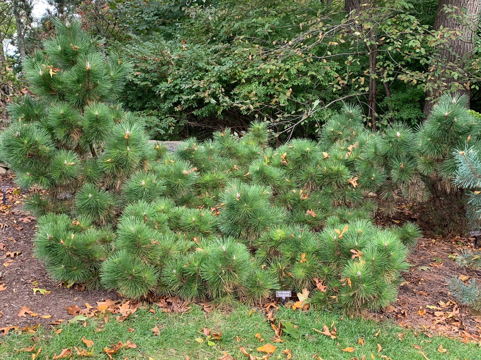 Buy Pinus thunbergii 'Thunderhead' Dwarf Japanese Black Pine Tree — Mr ...