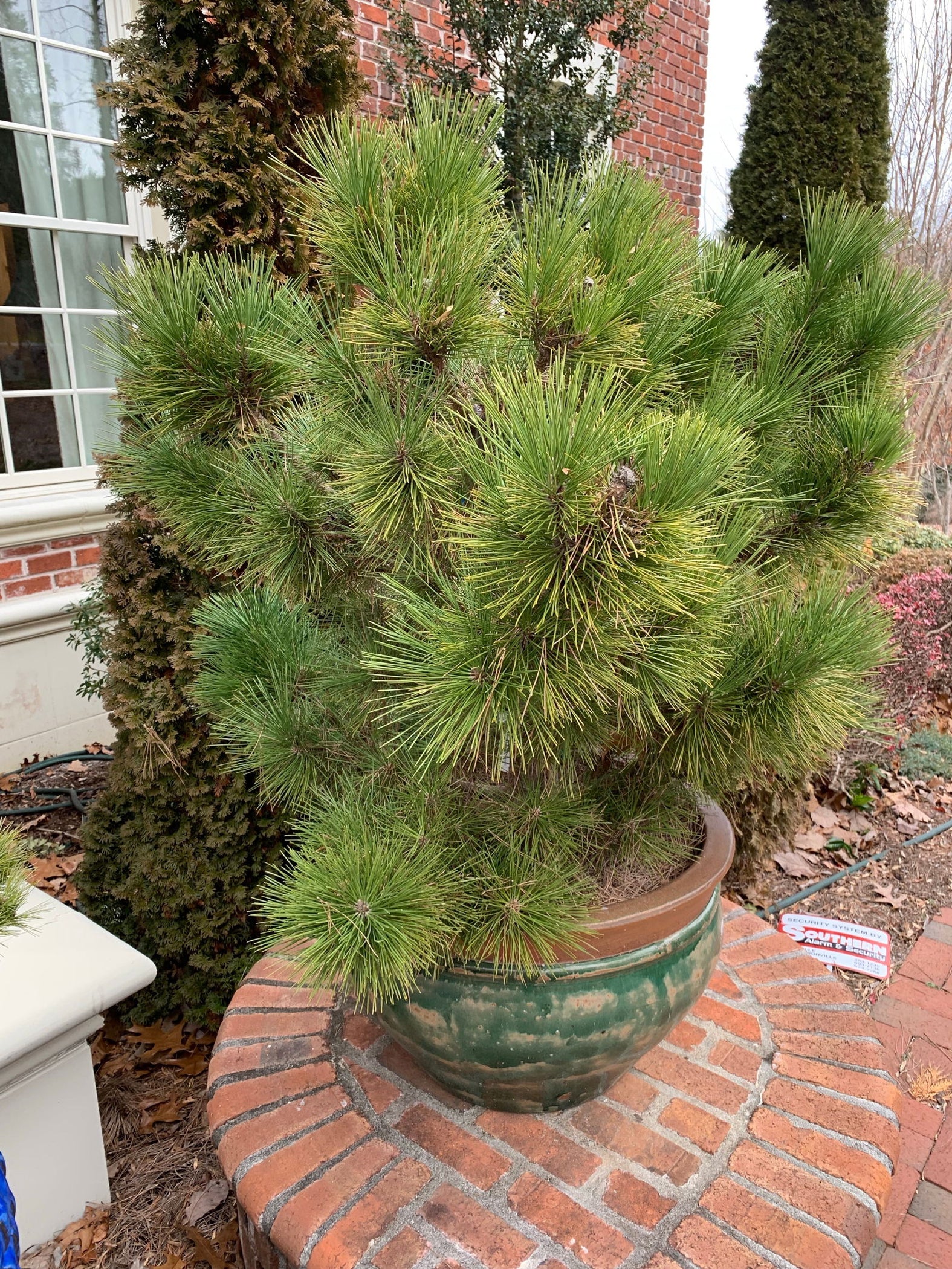 Buy Pinus thunbergii 'Thunderhead' Dwarf Japanese Black Pine Tree — Mr ...