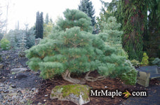Buy Pinus thunbergii 'Thunderhead' Dwarf Japanese Black Pine Tree — Mr ...