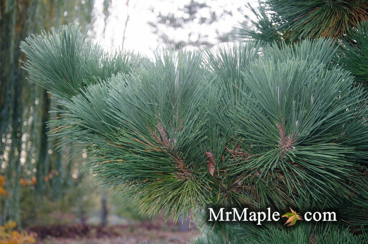 Buy Pinus thunbergii 'Thunderhead' Dwarf Japanese Black Pine Tree — Mr ...