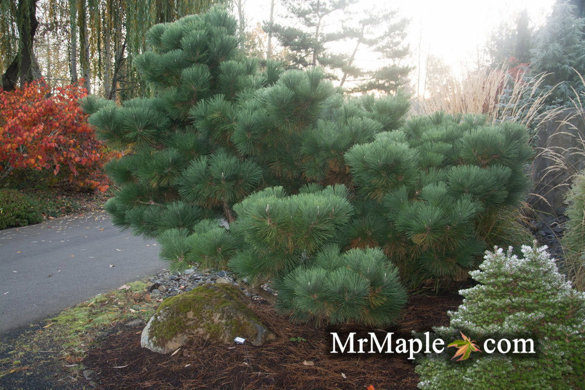 Buy Pinus thunbergii 'Thunderhead' Dwarf Japanese Black Pine Tree — Mr ...