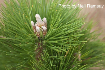 Buy Pinus thunbergii 'Thunderhead' Dwarf Japanese Black Pine Tree — Mr ...