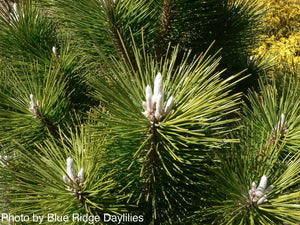 Buy Pinus thunbergii 'Thunderhead' Dwarf Japanese Black Pine Tree — Mr ...