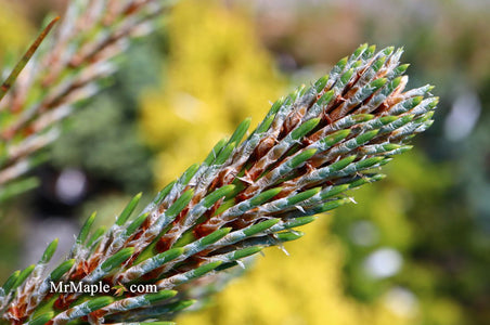 Buy Pinus thunbergii 'Thunderhead' Dwarf Japanese Black Pine Tree — Mr ...
