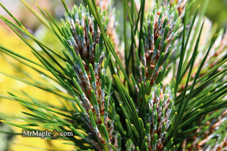 Buy Pinus thunbergii 'Thunderhead' Dwarf Japanese Black Pine Tree — Mr ...