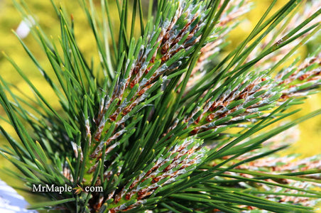 Buy Pinus thunbergii 'Thunderhead' Dwarf Japanese Black Pine Tree — Mr ...