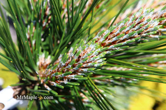 Buy Pinus thunbergii 'Thunderhead' Dwarf Japanese Black Pine Tree — Mr ...