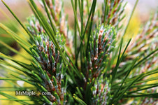 Buy Pinus thunbergii 'Thunderhead' Dwarf Japanese Black Pine Tree — Mr ...