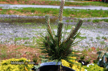 Buy Pinus thunbergii 'Thunderhead' Dwarf Japanese Black Pine Tree — Mr ...