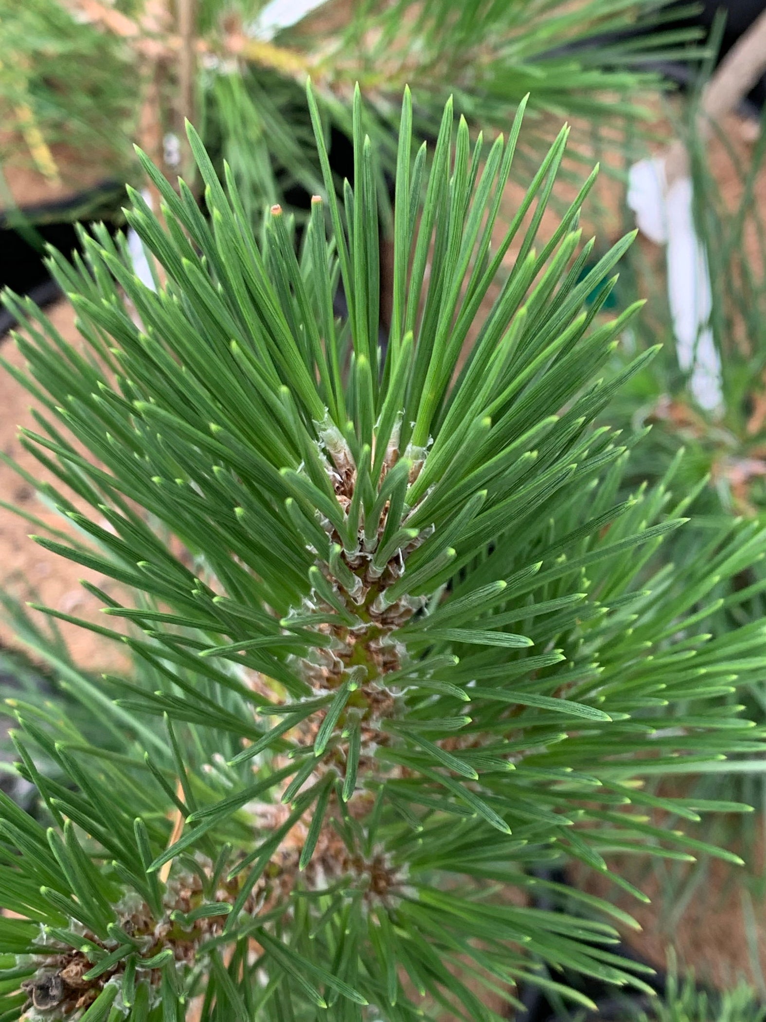 Buy Pinus thunbergii 'Yatsubusa' Dwarf Japanese Black Pine Tree — Mr ...