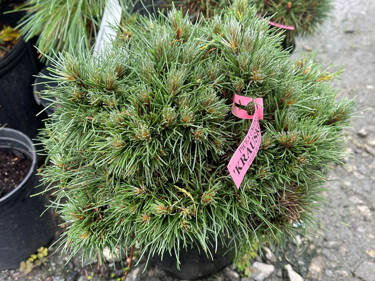 Buy Pinus uncinata ‘Krauskopf' Dwarf Swiss Mountain Pine Tree — Mr ...