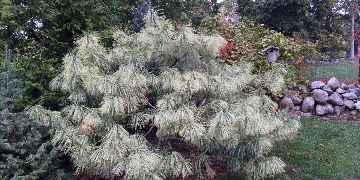 Buy Pinus wallichiana 'Frosty’ Himalayan Pine — Mr Maple │ Buy Japanese ...