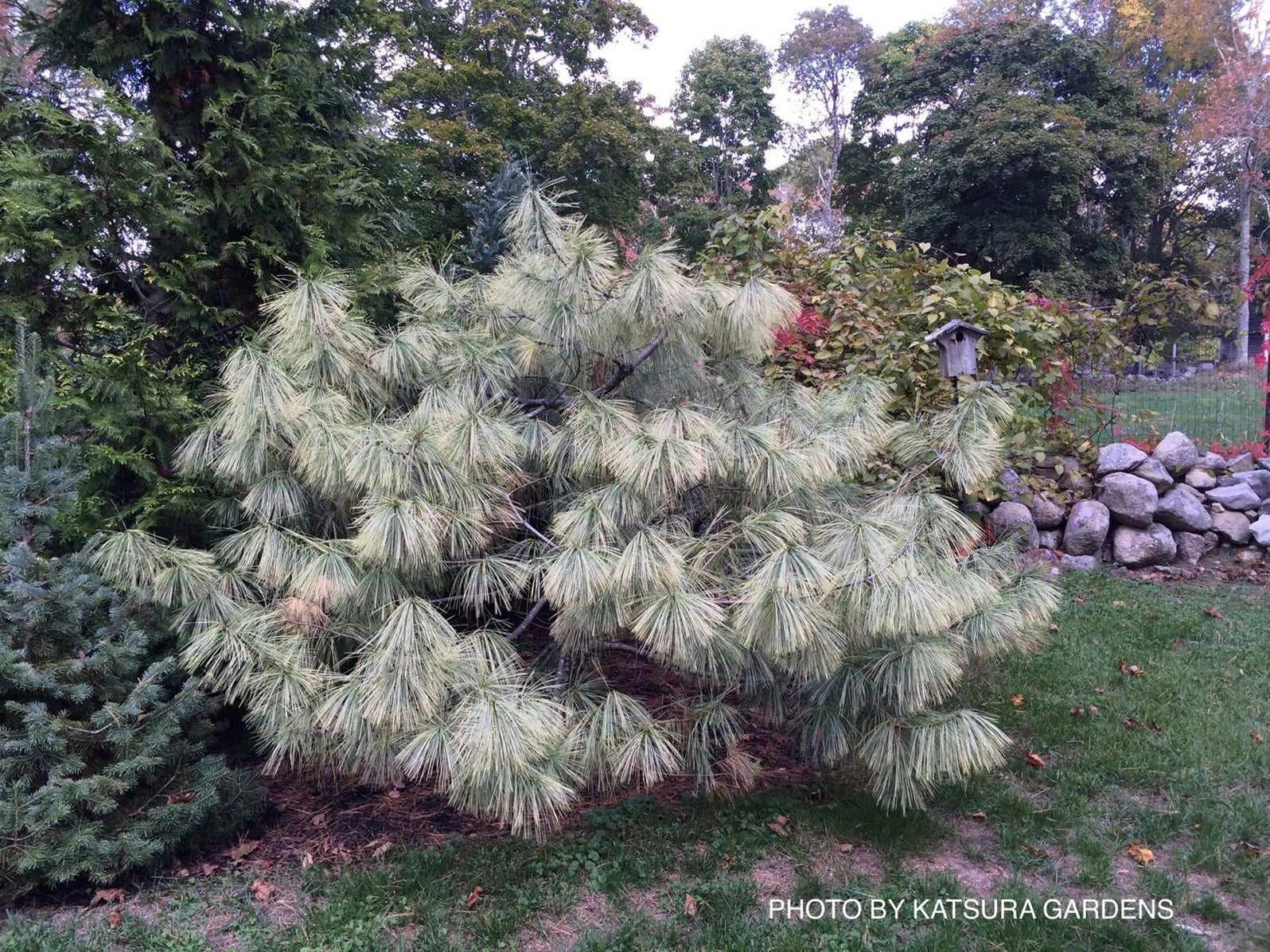 Buy Pinus wallichiana 'Frosty’ Himalayan Pine — Mr Maple │ Buy Japanese ...