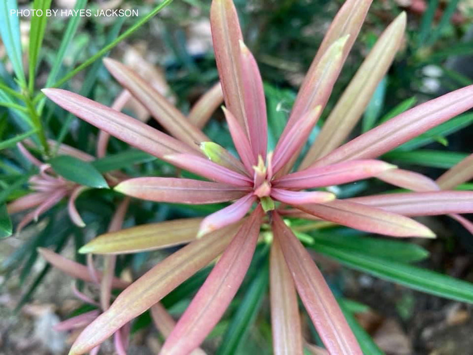 Buy Podocarpus macrophylla 'Mood Ring' ™ Chinese Podocarpus — Mr Maple ...