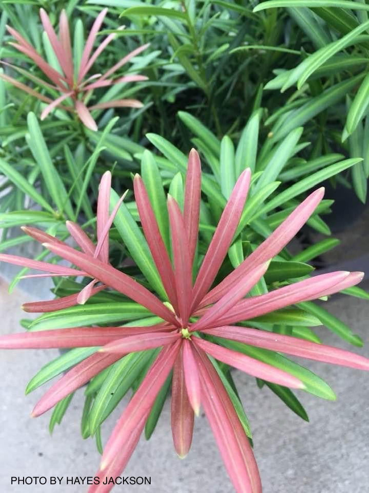 Buy Podocarpus macrophylla 'Mood Ring' ™ Chinese Podocarpus — Mr Maple ...