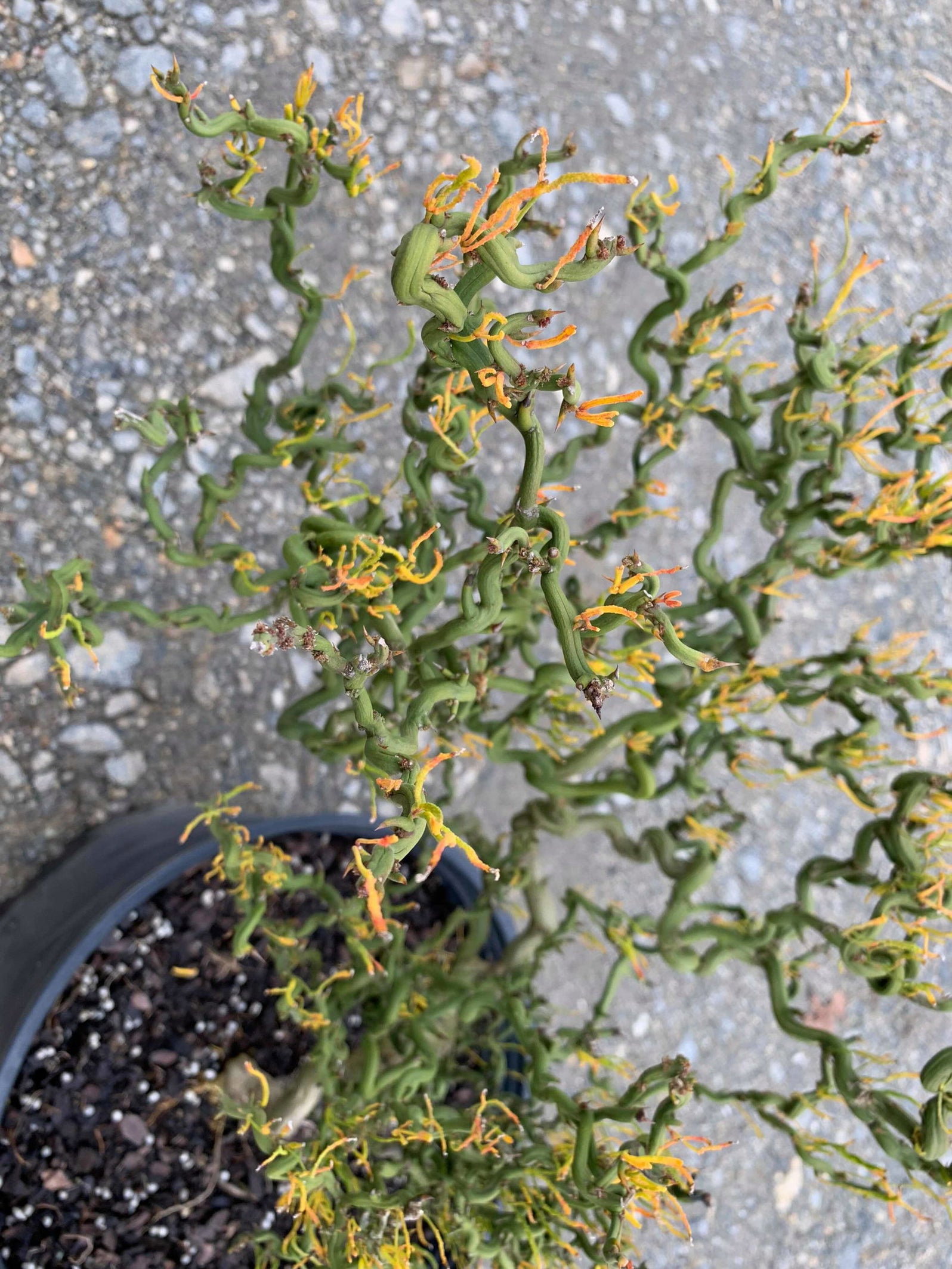 Buy Poncirus trifoliata 'Tiny Dragon' Dwarf Contorted Hardy Orange — Mr ...