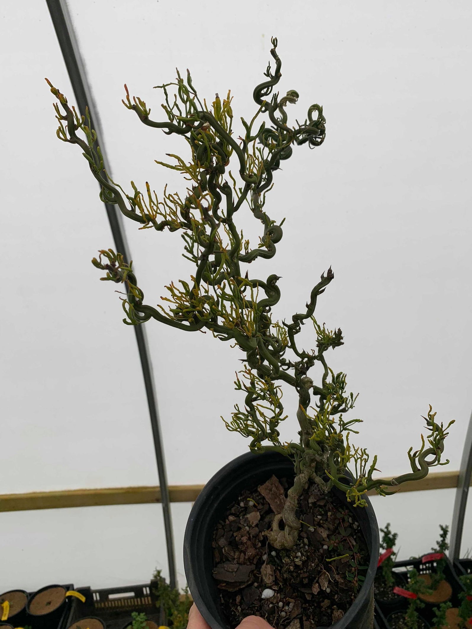 Buy Poncirus trifoliata 'Tiny Dragon' Dwarf Contorted Hardy Orange — Mr ...