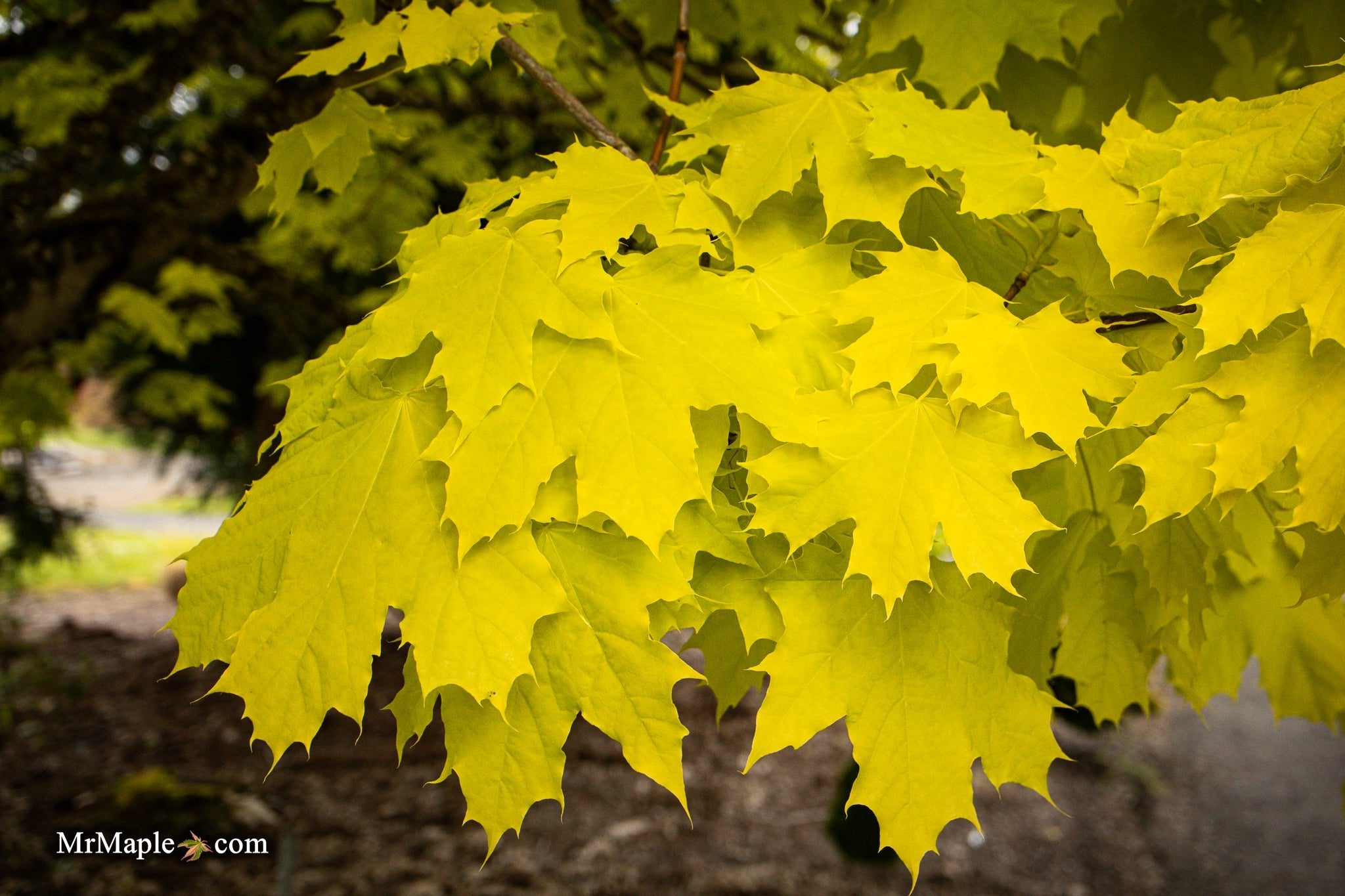 Buy Acer platanoides 'Princeton Gold' Golden Norway Maple — Mr Maple ...