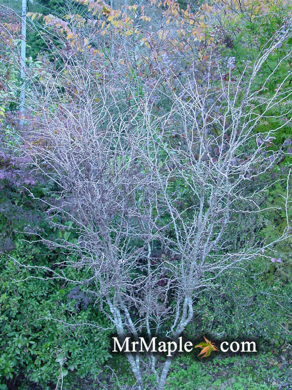 Buy Prunus incisa 'Kojo no mai' Twisting Fuji Cherry Tree — Mr Maple ...