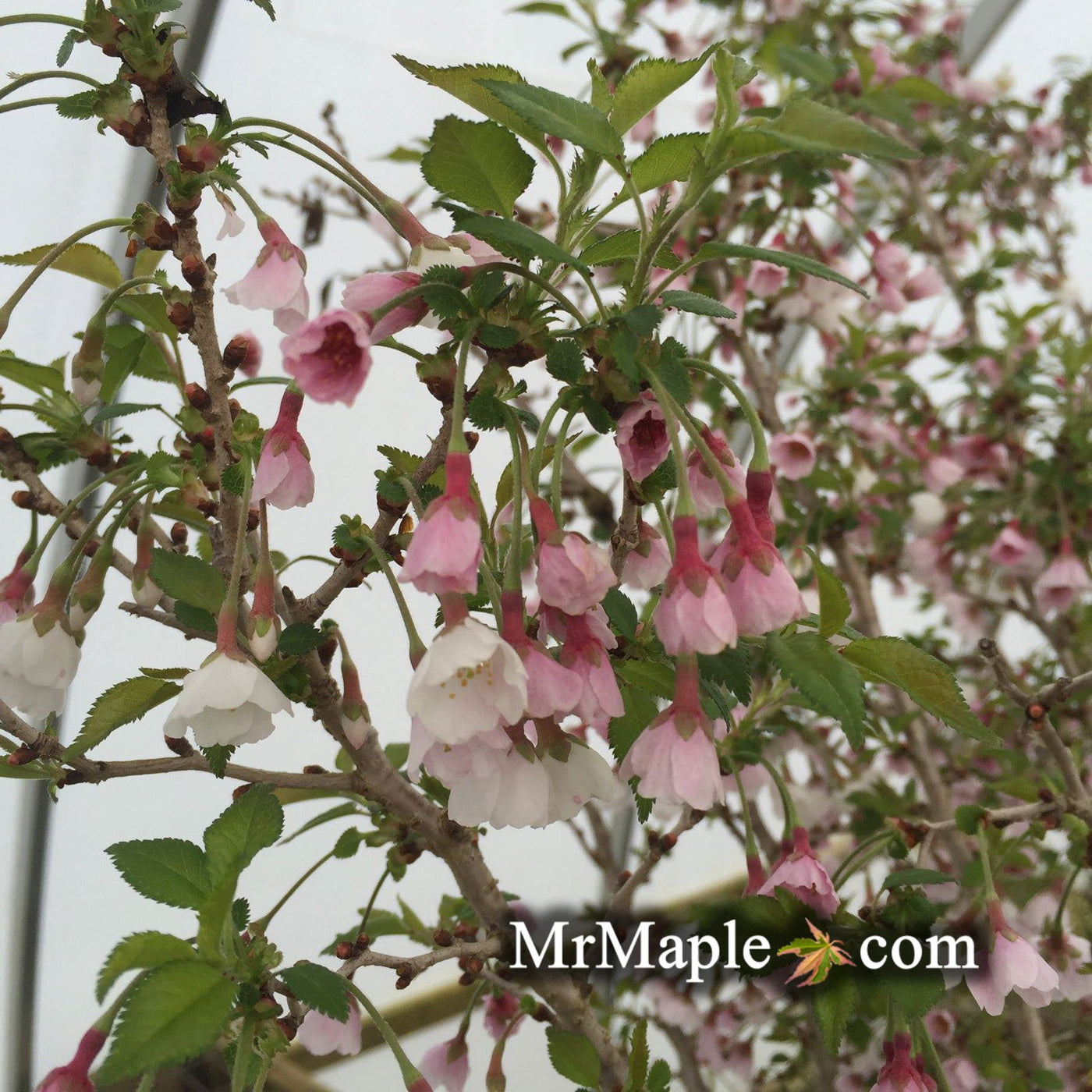 Buy Prunus incisa 'Kojo no mai' Twisting Fuji Cherry Tree — Mr Maple ...