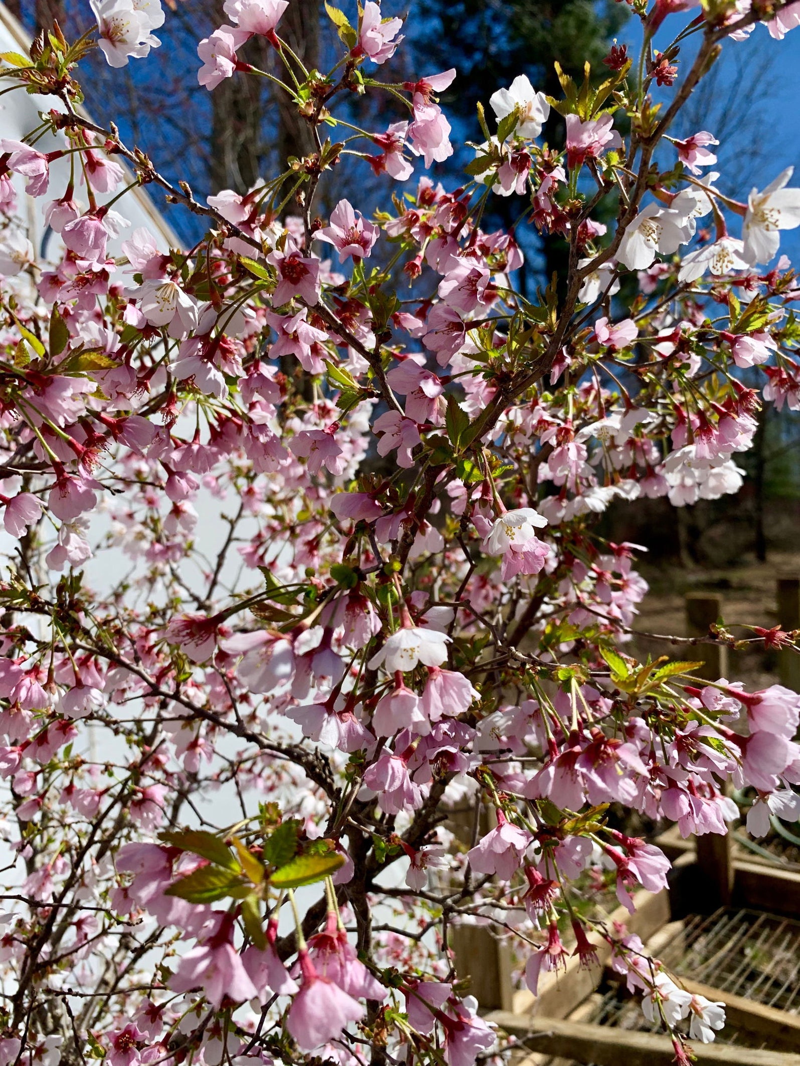 Buy Prunus incisa 'Kojo no mai' Twisting Fuji Cherry Tree — Mr Maple ...