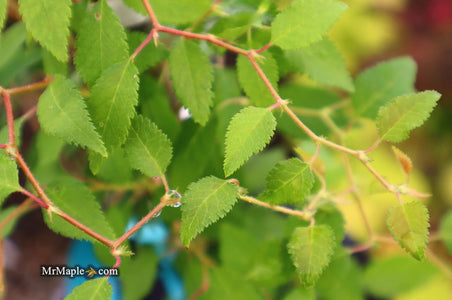 Buy Prunus incisa 'Kojo no mai' Twisting Fuji Cherry Tree — Mr Maple ...