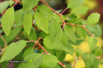 Buy Prunus incisa 'Kojo no mai' Twisting Fuji Cherry Tree — Mr Maple ...