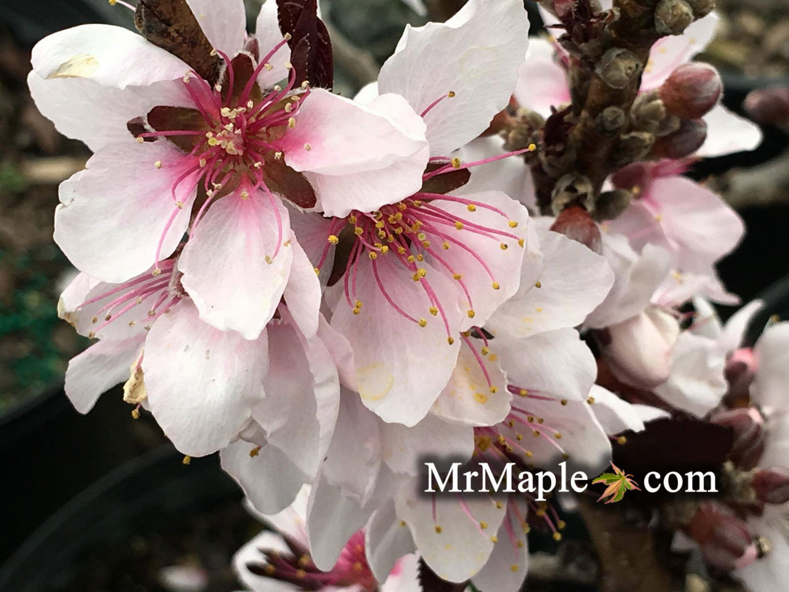 Buy Prunus persica 'Bonfire' Dwarf Patio Peach Tree — Mr Maple │ Buy ...