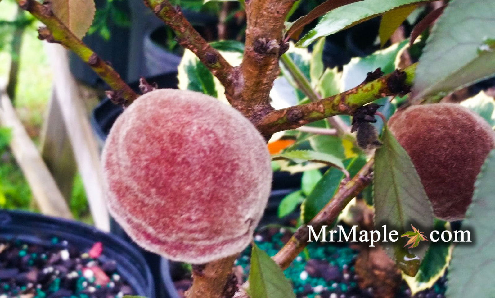 Buy Prunus persica 'Bonfire' Dwarf Patio Peach Tree — Mr Maple │ Buy ...