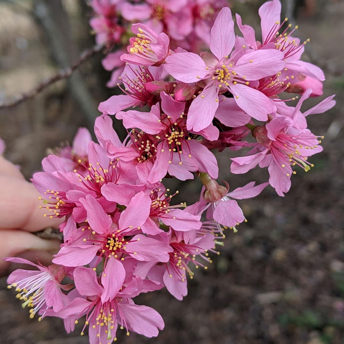 prunus flowering