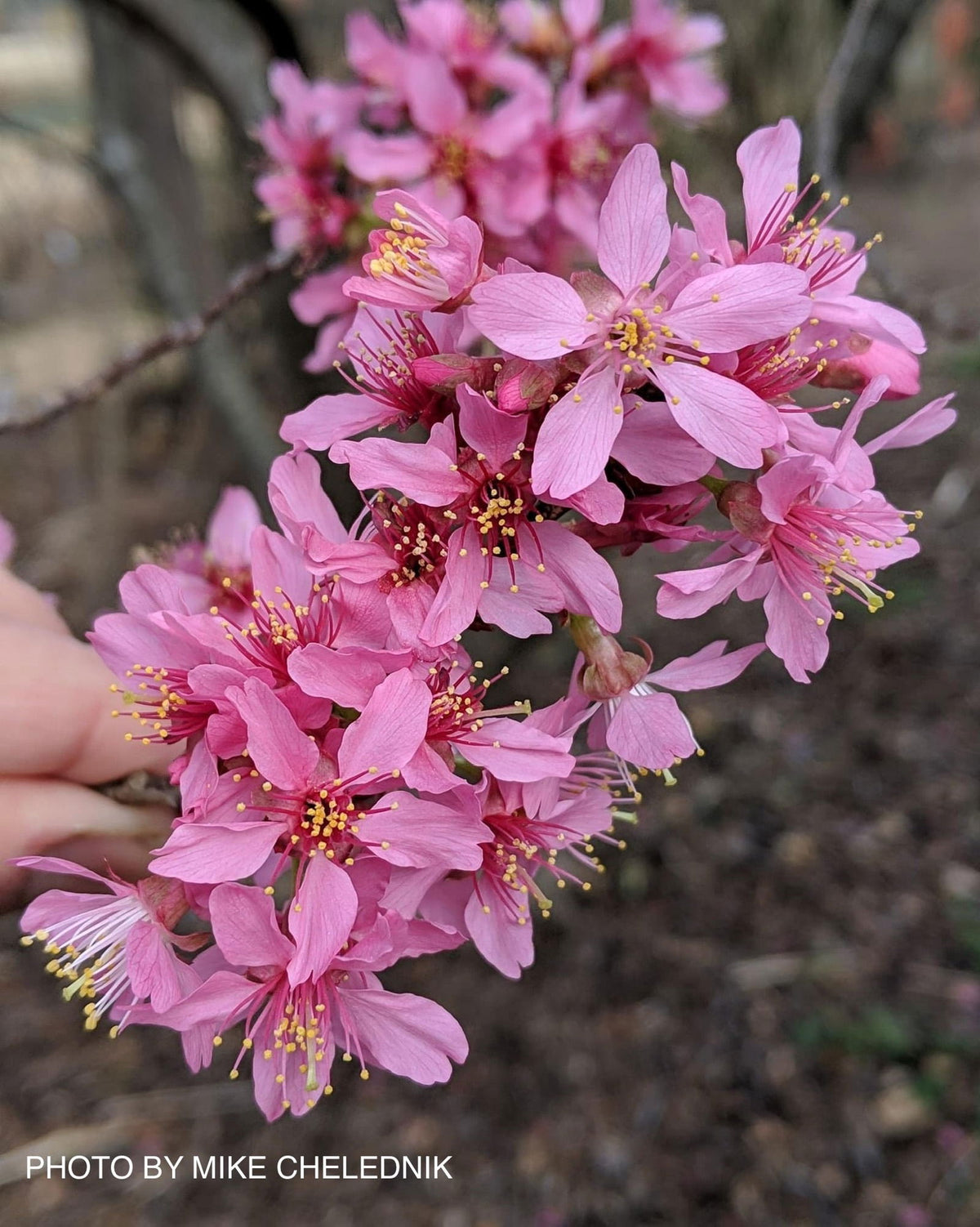Buy Prunus x 'First Lady' Pink Flowering Cherry Tree — Mr Maple │ Buy ...
