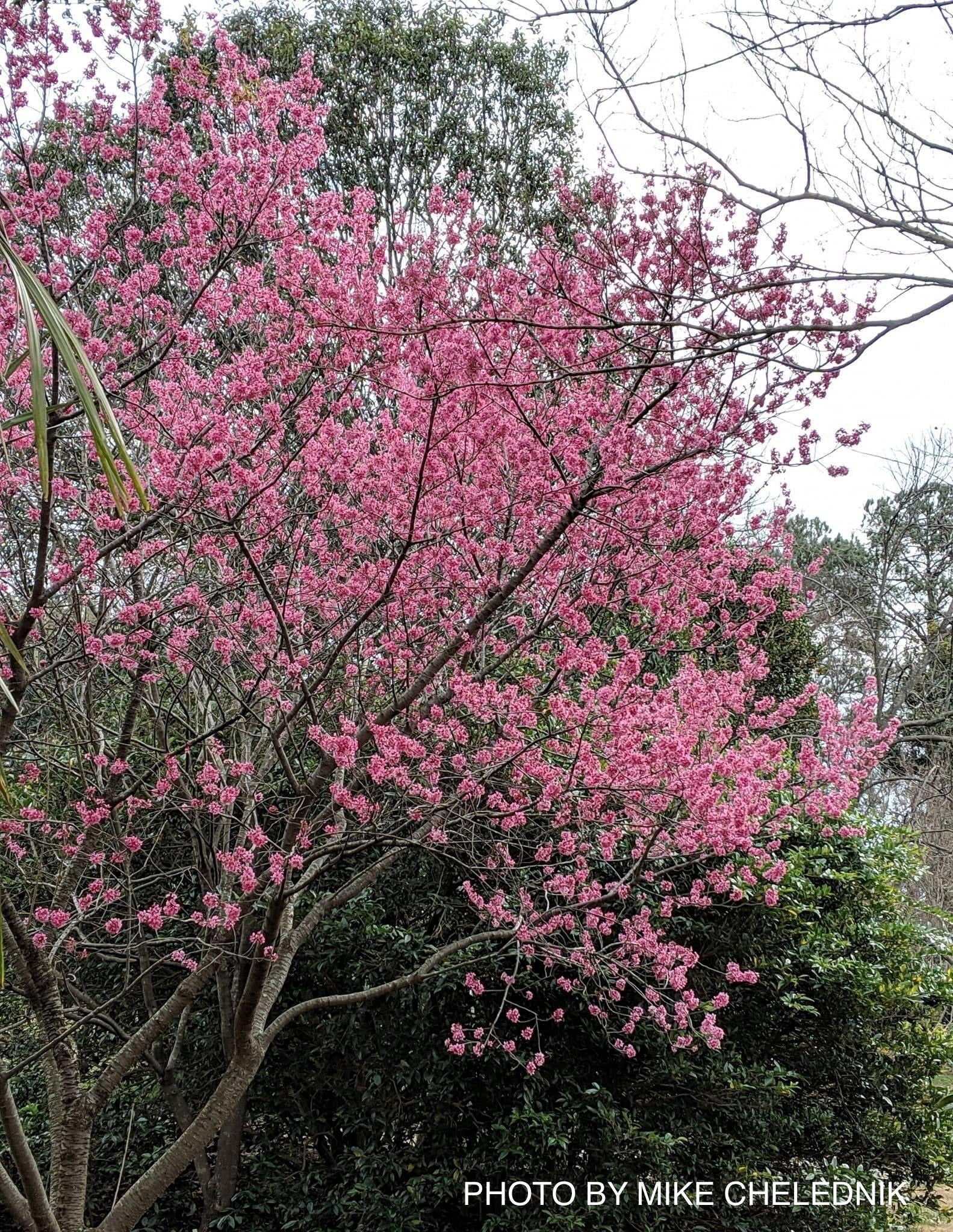 Buy Prunus x 'First Lady' Pink Flowering Cherry Tree — Mr Maple │ Buy ...