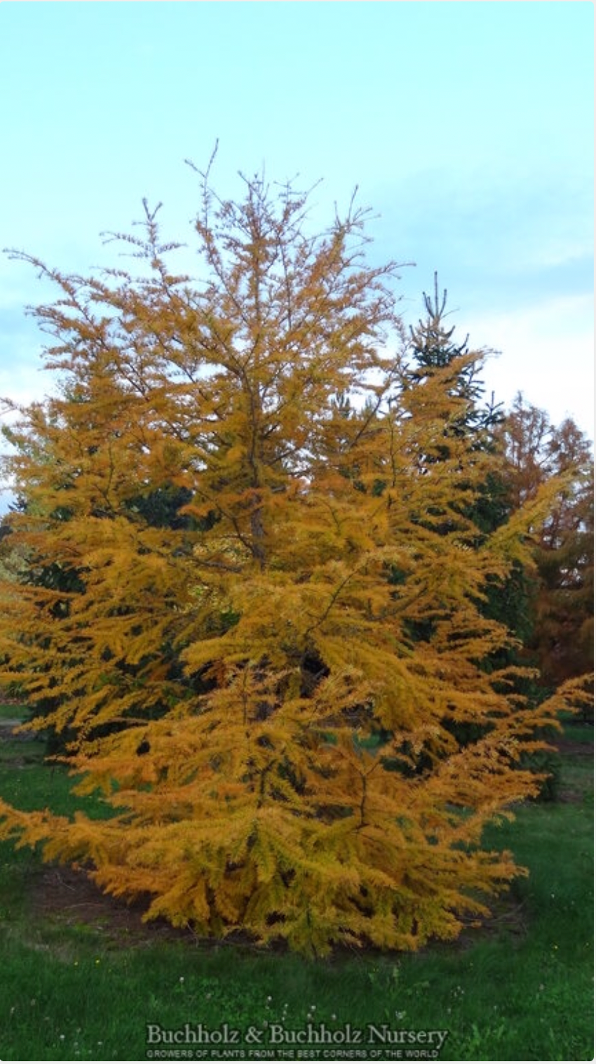 Buy Pseudolarix amabilis Golden Larch — Mr Maple │ Buy Japanese Maple Trees