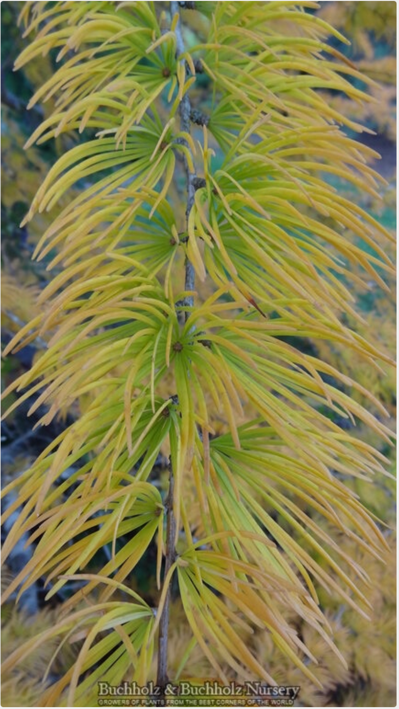 Buy Pseudolarix amabilis Golden Larch — Mr Maple │ Buy Japanese Maple Trees