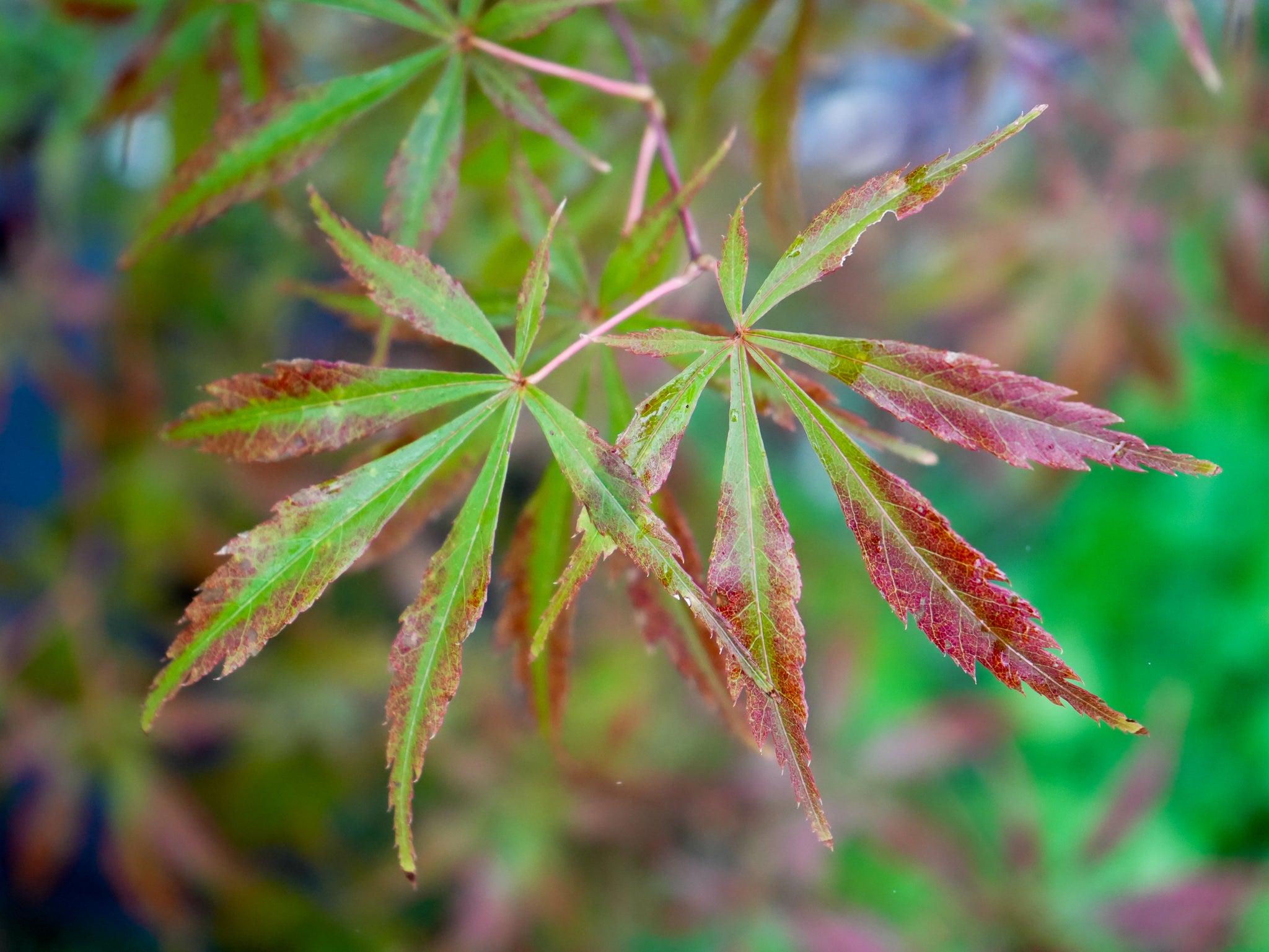 Buy Acer shirasawanum 'Purple Thunder' Japanese Maple — Mr Maple │ Buy ...