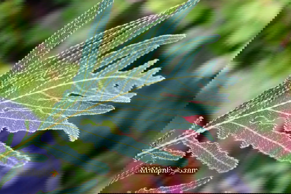 Buy Quercus dentata 'Pinnatifida' Japanese Emperor Oak Tree — Mr Maple ...